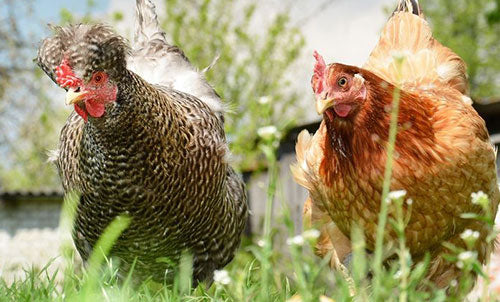 Poultry Products – Purina Animal Nutrition