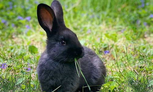 Rabbit Products – Purina Animal Nutrition