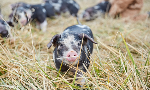 Swine Products – Purina Animal Nutrition