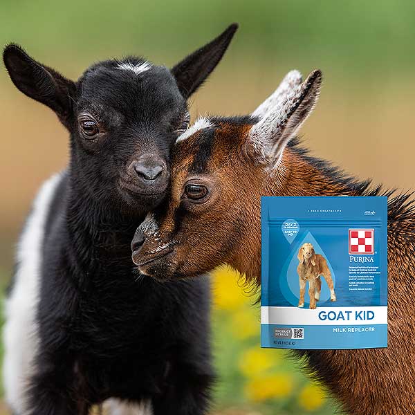 Lamb and Kid Products – Purina Animal Nutrition