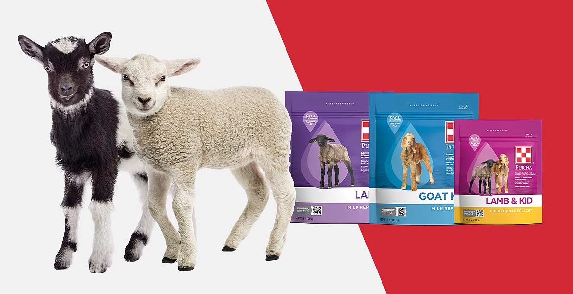 Lamb and Kid Products – Purina Animal Nutrition