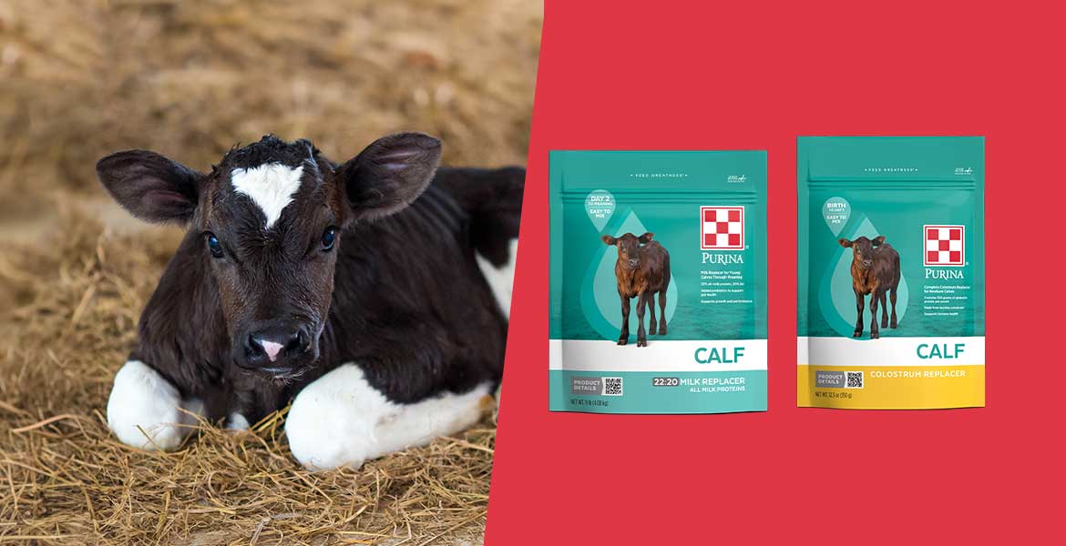 Calf Products – Purina Animal Nutrition