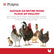 Purina® Flock Raiser Pelleted Poultry Feed | All Flock Feed – Purina ...