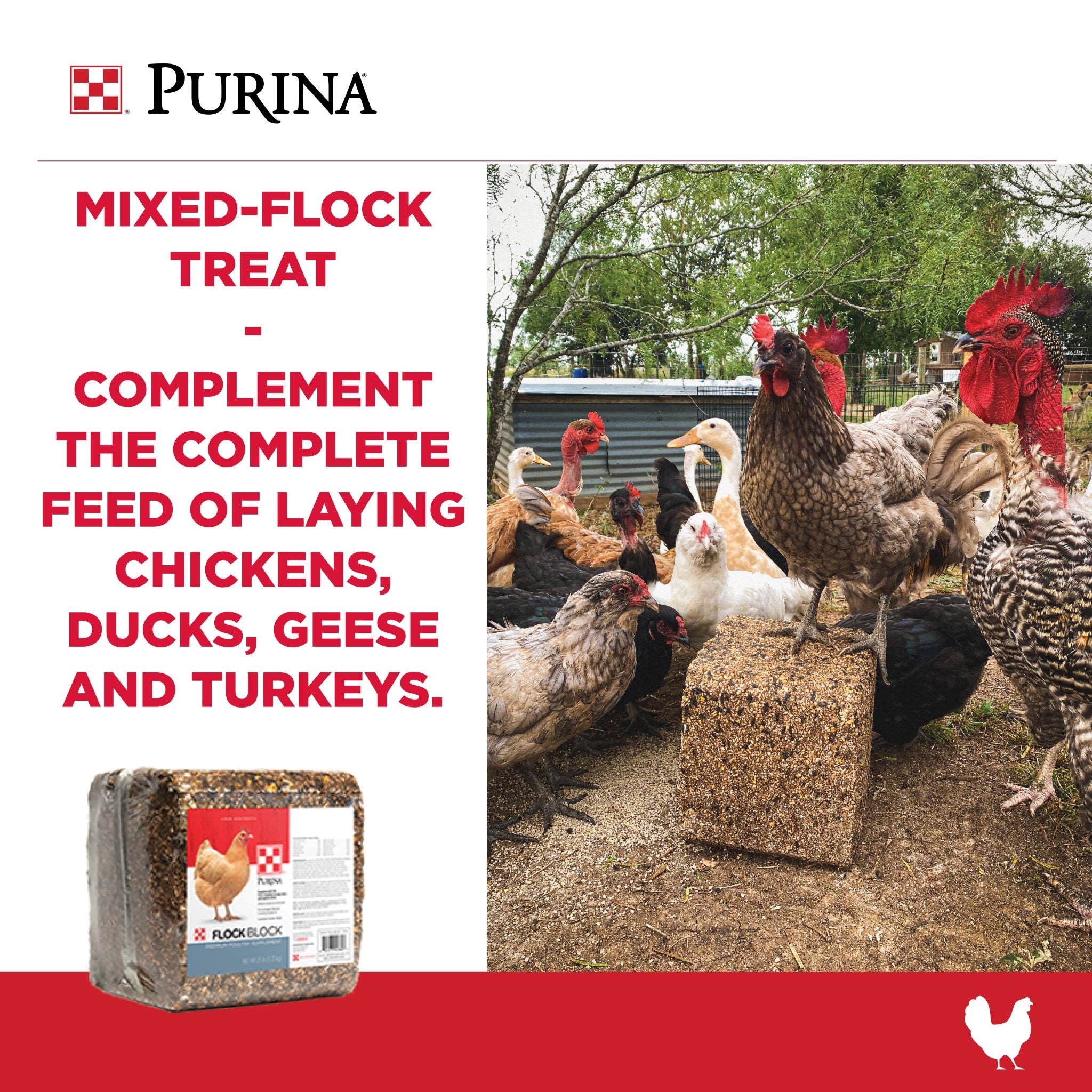 Purina® Flock Block for Poultry | Chicken Pecking Block – Purina Animal ...